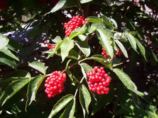 Les variétés de sureaux à fleurs et fruits comestibles
